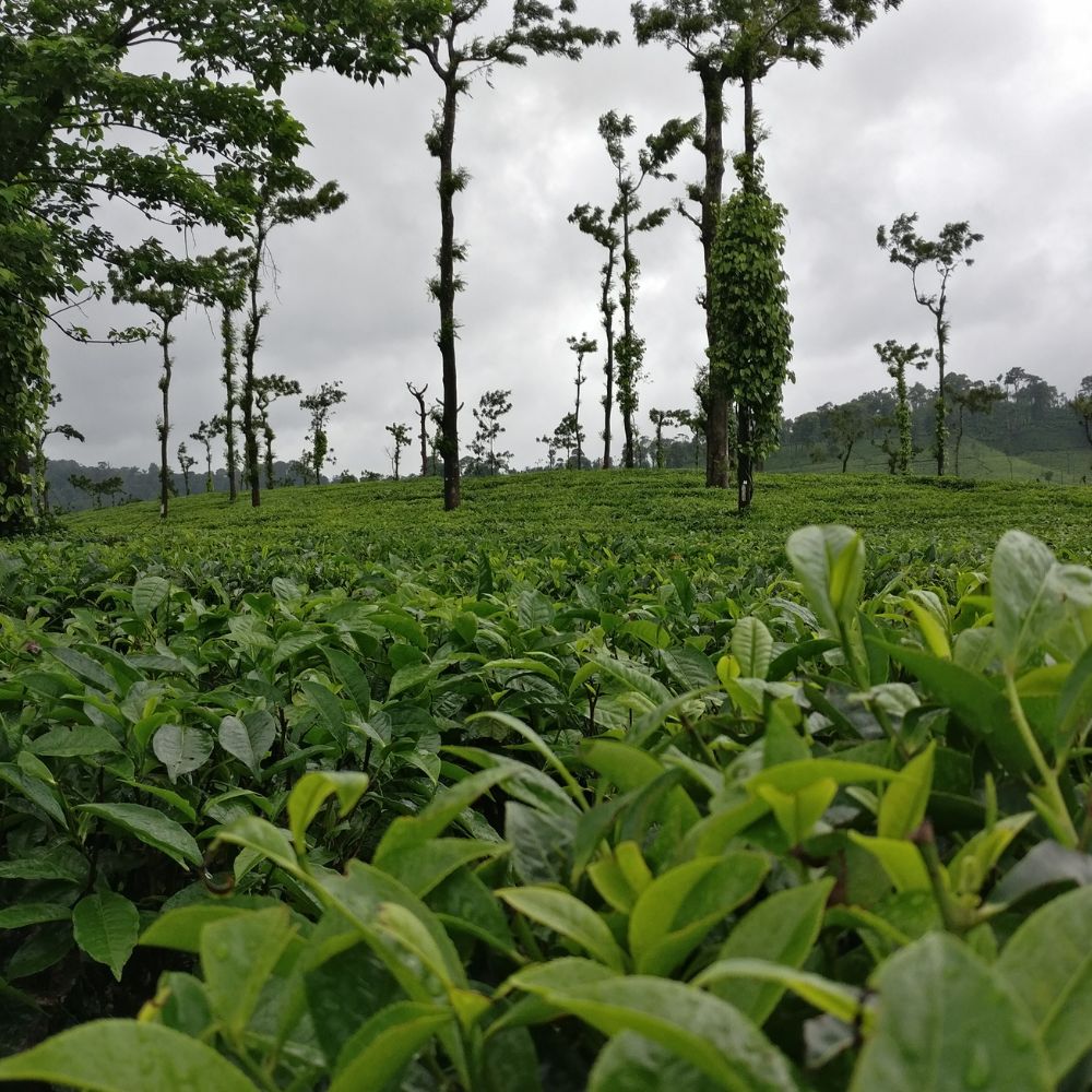 5 Off-Beat Destinations in South India