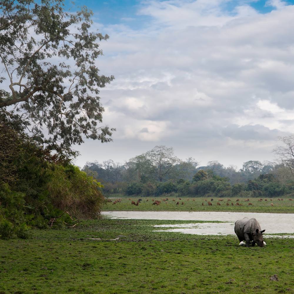 Kaziranga National Park - Nature's Masterpiece in Assam
