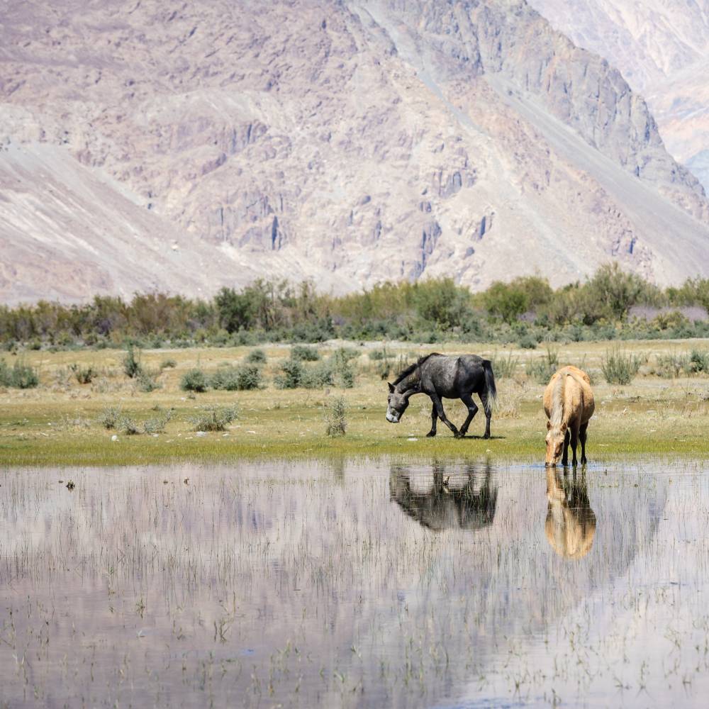 Nubra Valley: A Journey to the Peaceful Oasis in the Himalayas