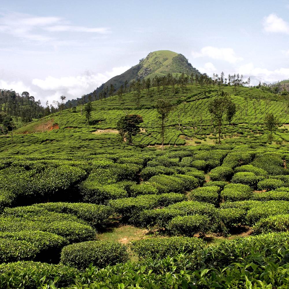 Top 10 Tourist Places in Ooty for a Scenic Holiday