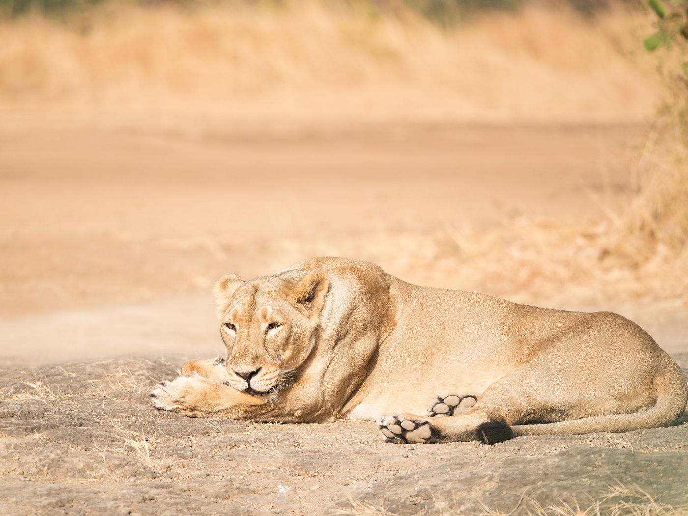 Gir National Park and Wildlife Sanctuary, Gujarat
