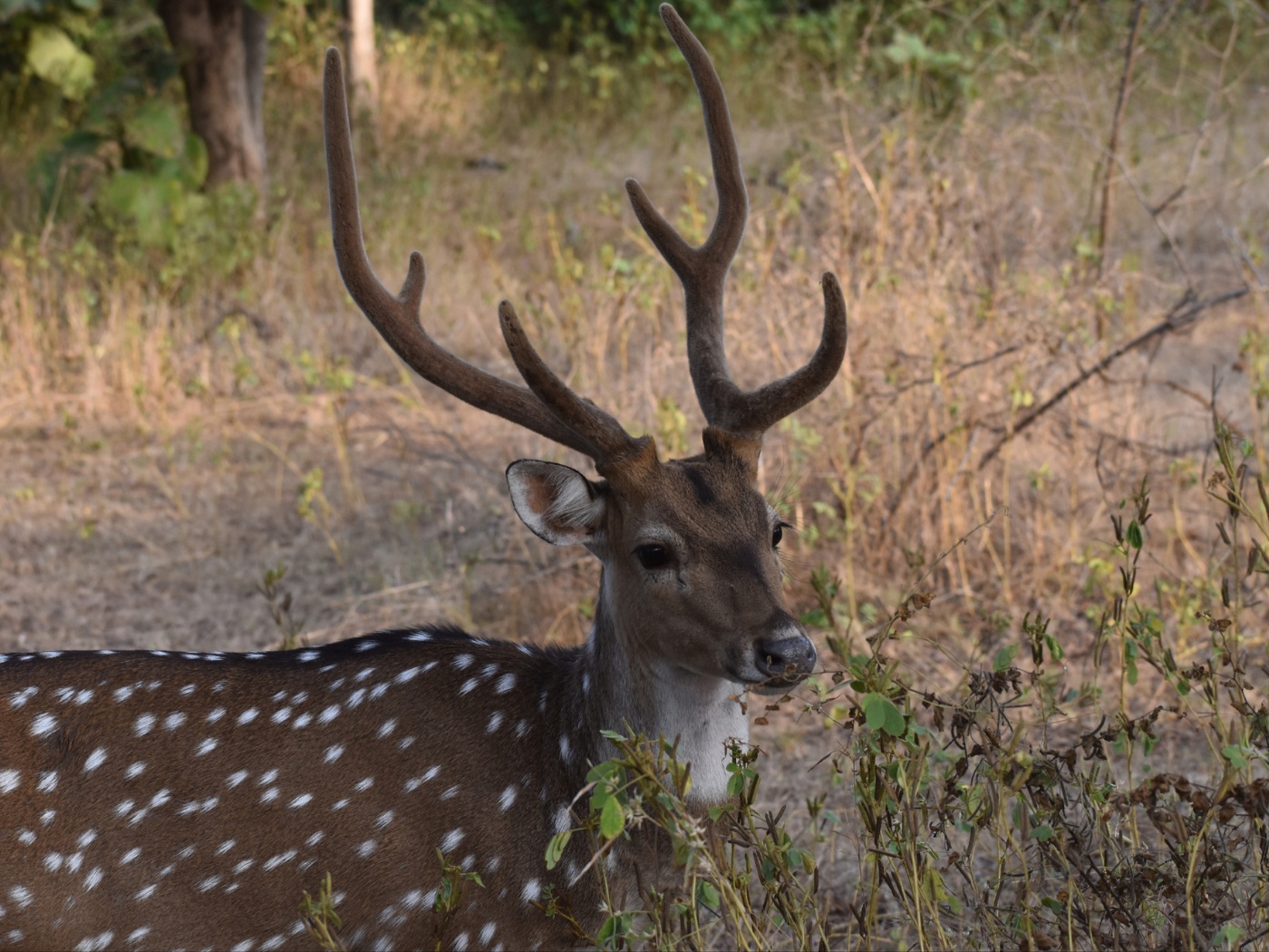 Gir National Park and Wildlife Sanctuary, Gujarat