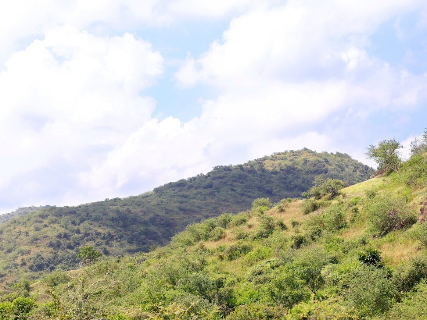 Gir National Park and Wildlife Sanctuary, Gujarat